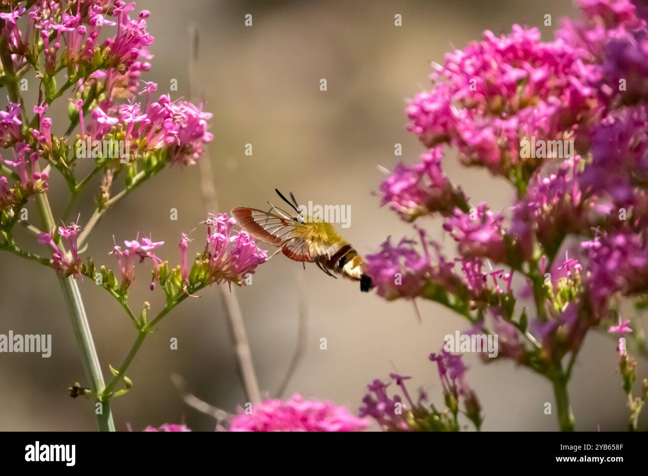 Hemaris thysbe, the hummingbird clearwing, is a moth of the family ...