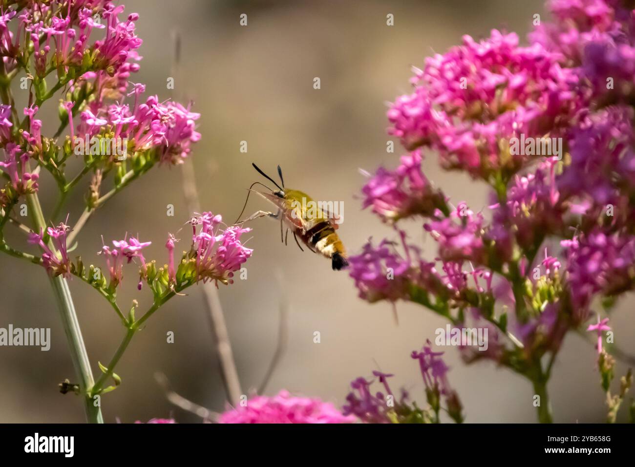 Clearwing hummingbird moth hi-res stock photography and images - Alamy