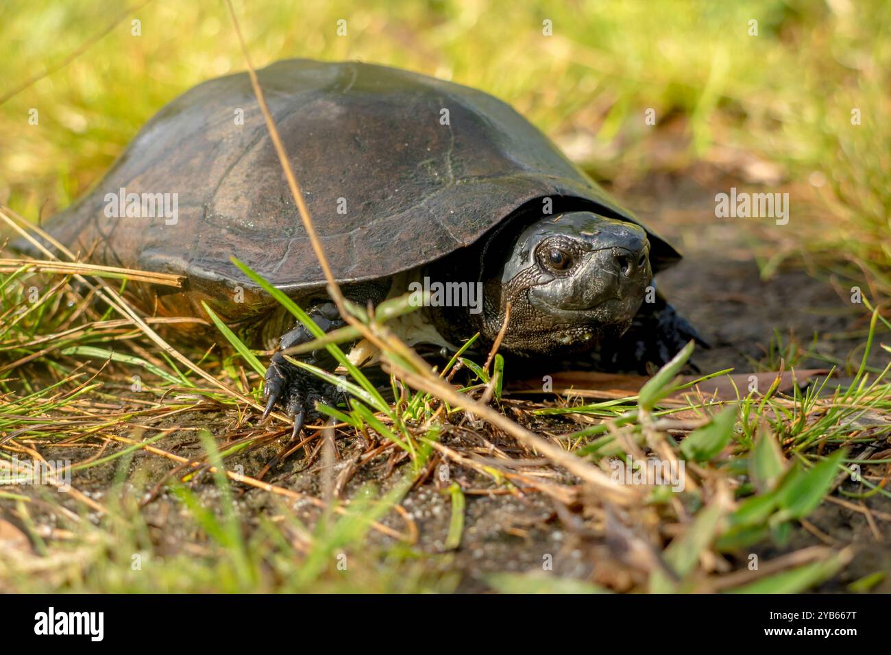 Tortue hi-res stock photography and images - Alamy