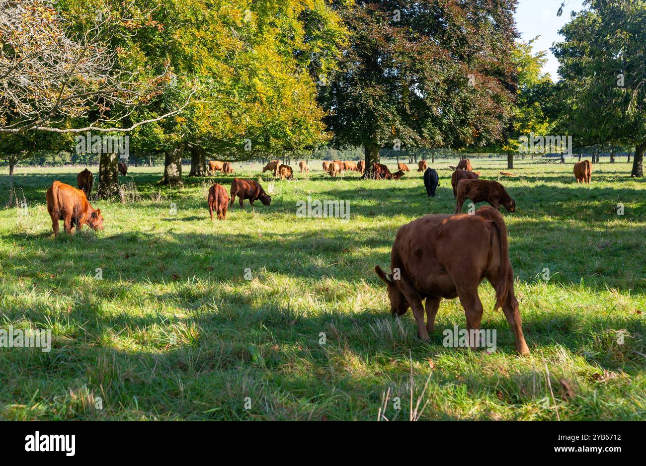 Brown cattle grazing under trees in Fairford Park estate, Fairford ...