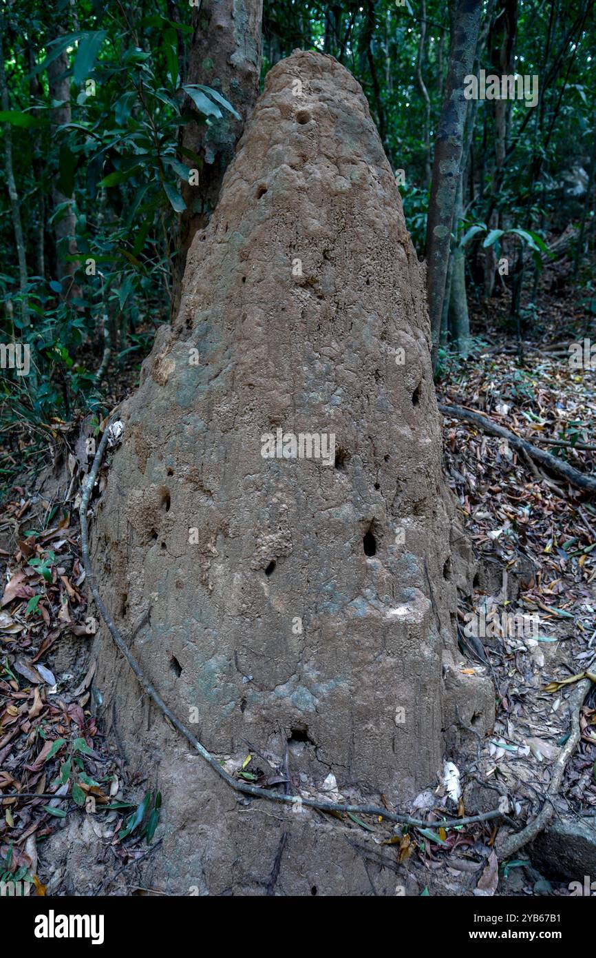 A termite mound or hill constructed using soil at Ritigala in Sri Lanka ...