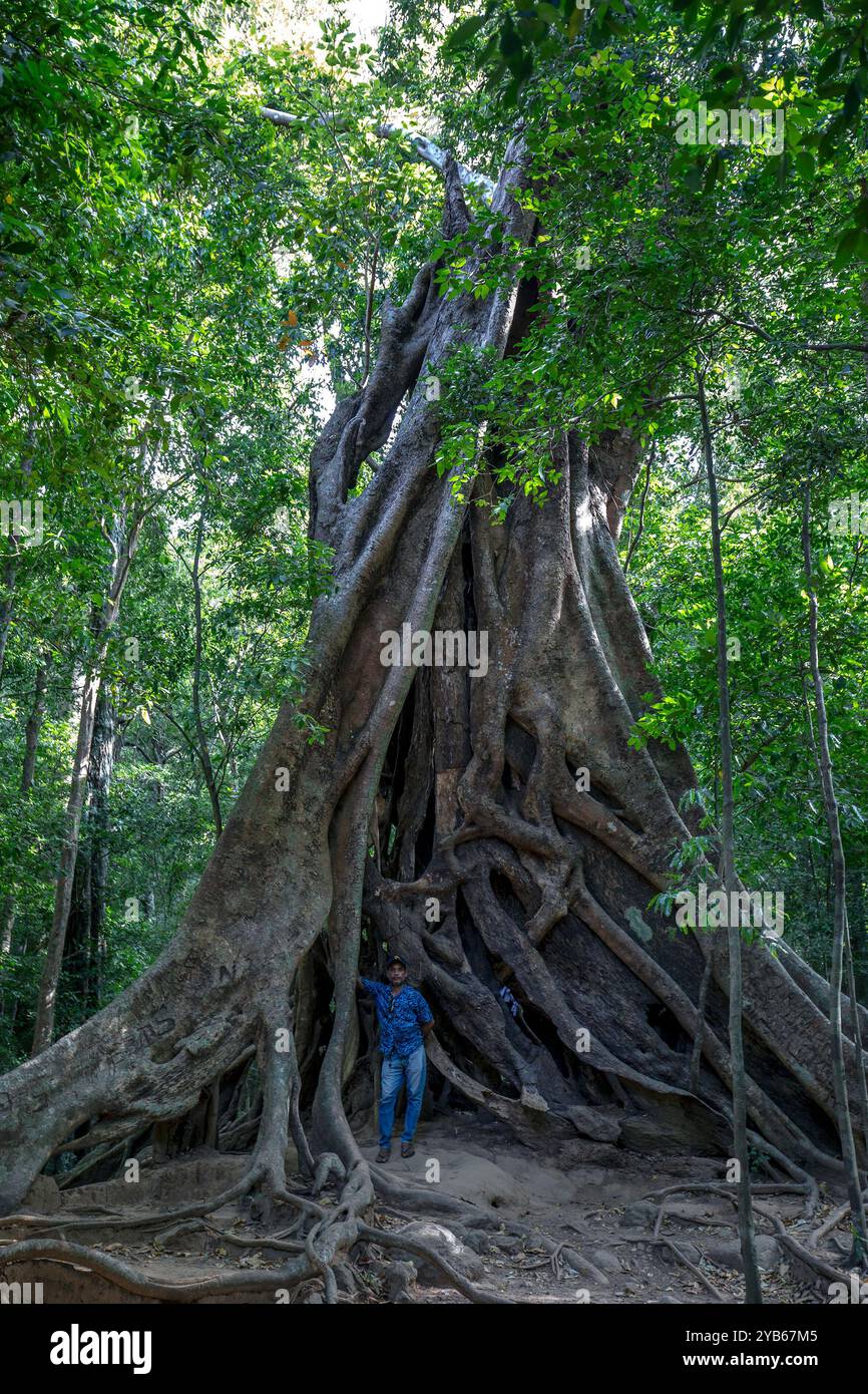 A man stands next to a 1400 year old banyan tree (ficus benghalensis ...