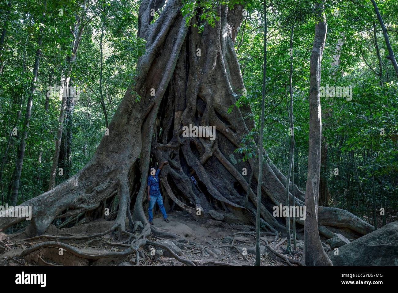 A man stands next to a 1400 year old banyan tree (ficus benghalensis ...