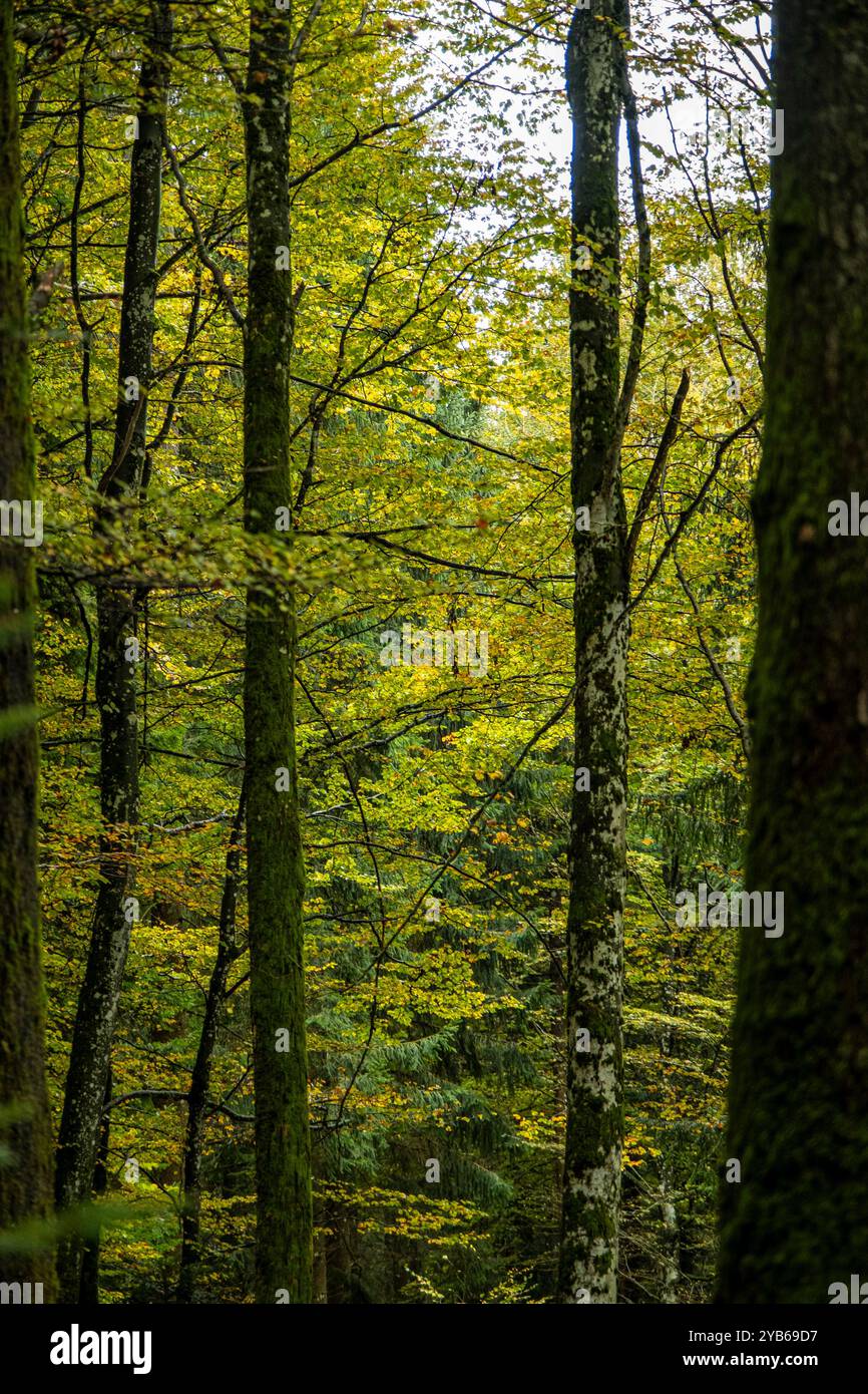 Deep forest with tall trees (Sentier Handicap Nature Stock Photo - Alamy