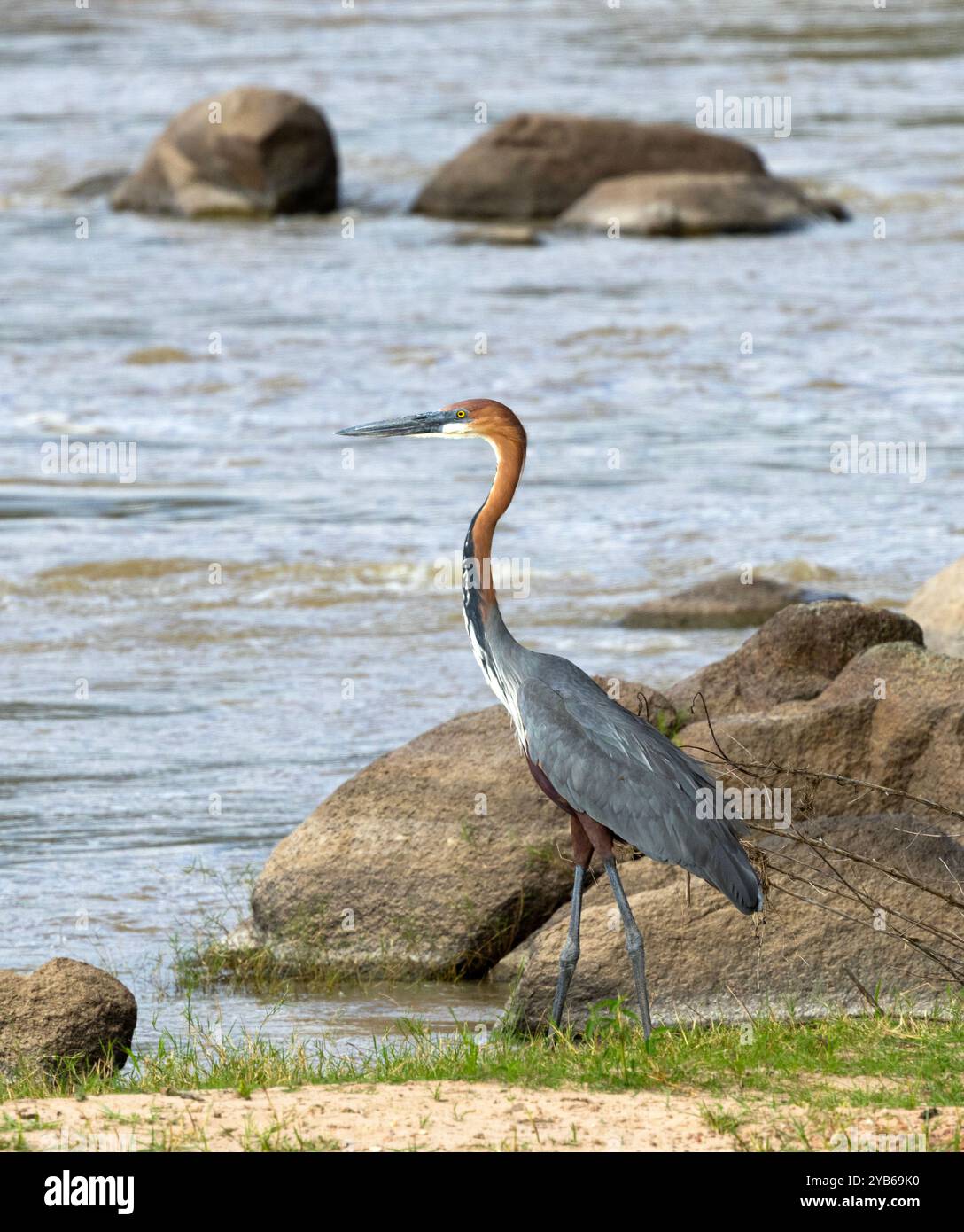 A solitary Goliath Heron stands on the banks of the Great Ruaha River ...