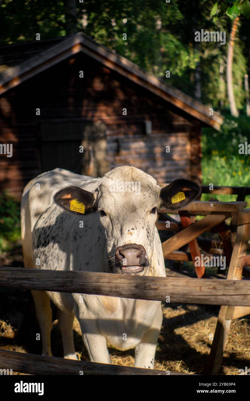 Majestic and beautiful white cow standing in its stall and watching ...