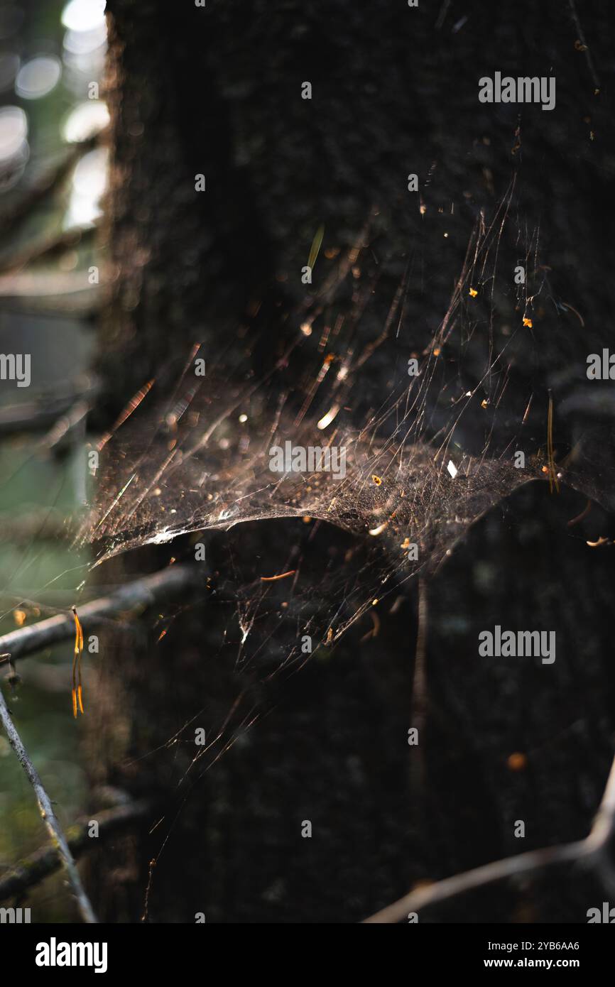 Dusty spider web reflecting sun rays Stock Photo - Alamy
