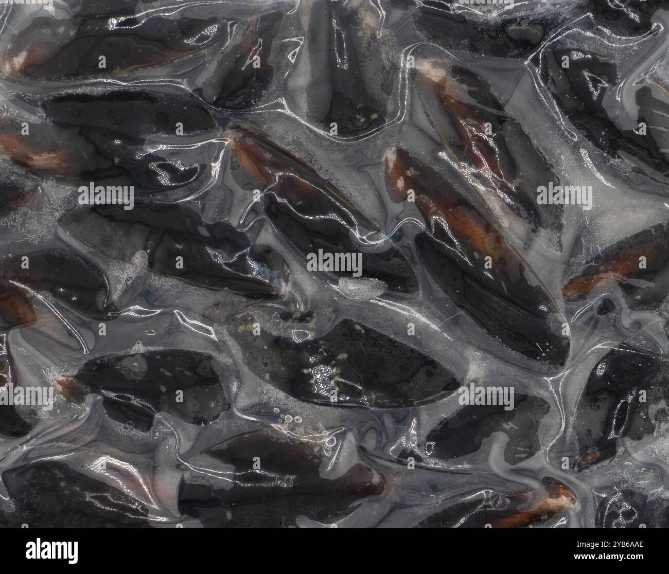 Vacuum packed whole shell mussels texture background. Frozen mussels ...