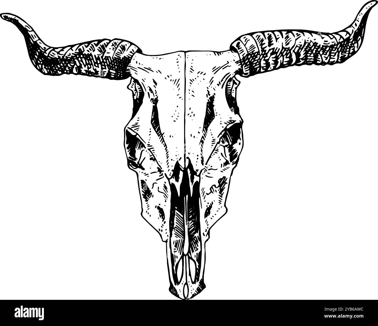 Hand drawn cow skull Black and White Stock Photos & Images - Alamy