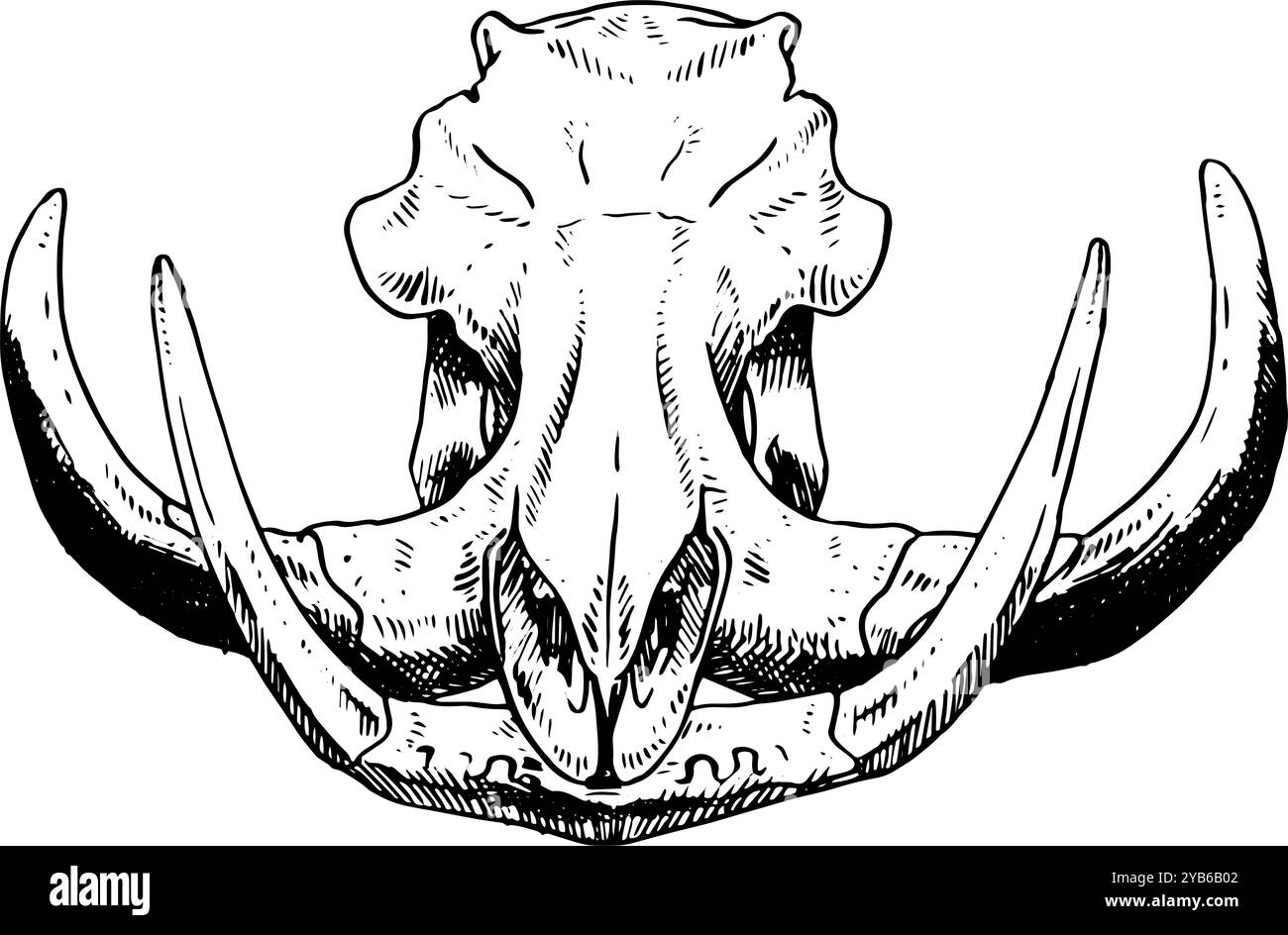 Warthog skull illustration hi-res stock photography and images - Alamy