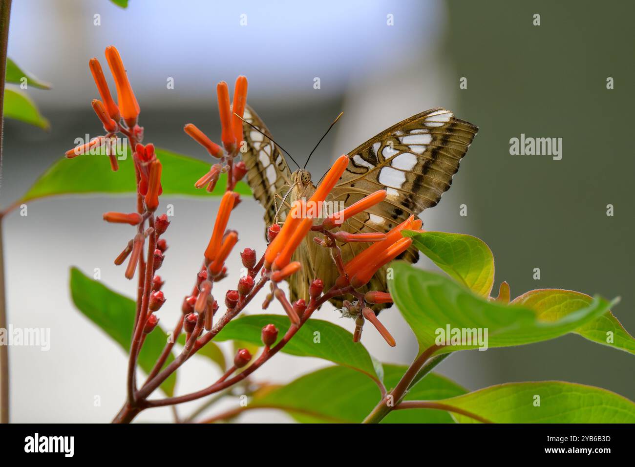 The Clipper, Parthenos sylvia butterfly Stock Photo - Alamy