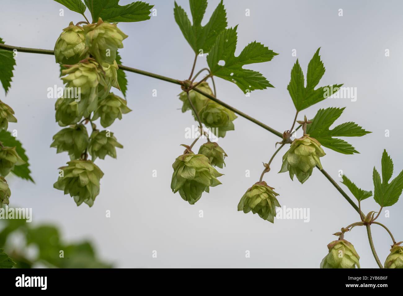 Crystalline spicules hi-res stock photography and images - Alamy