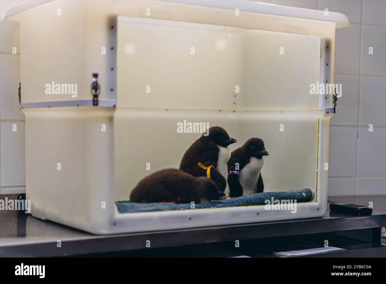 The nursery penguinarium.Penguin Planet laboratory is in the Loro ...