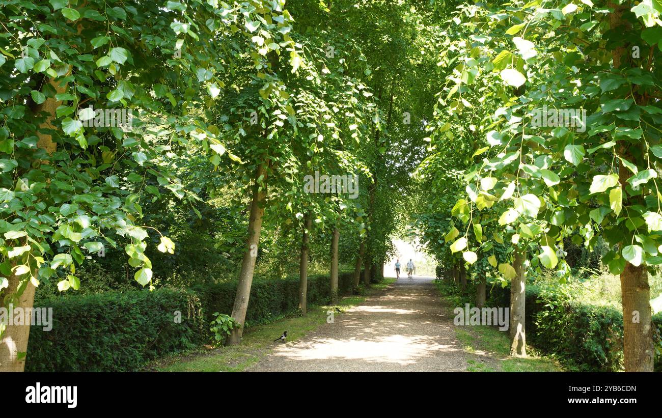 Trees and leaves in Chiswick Gardens Stock Photo - Alamy