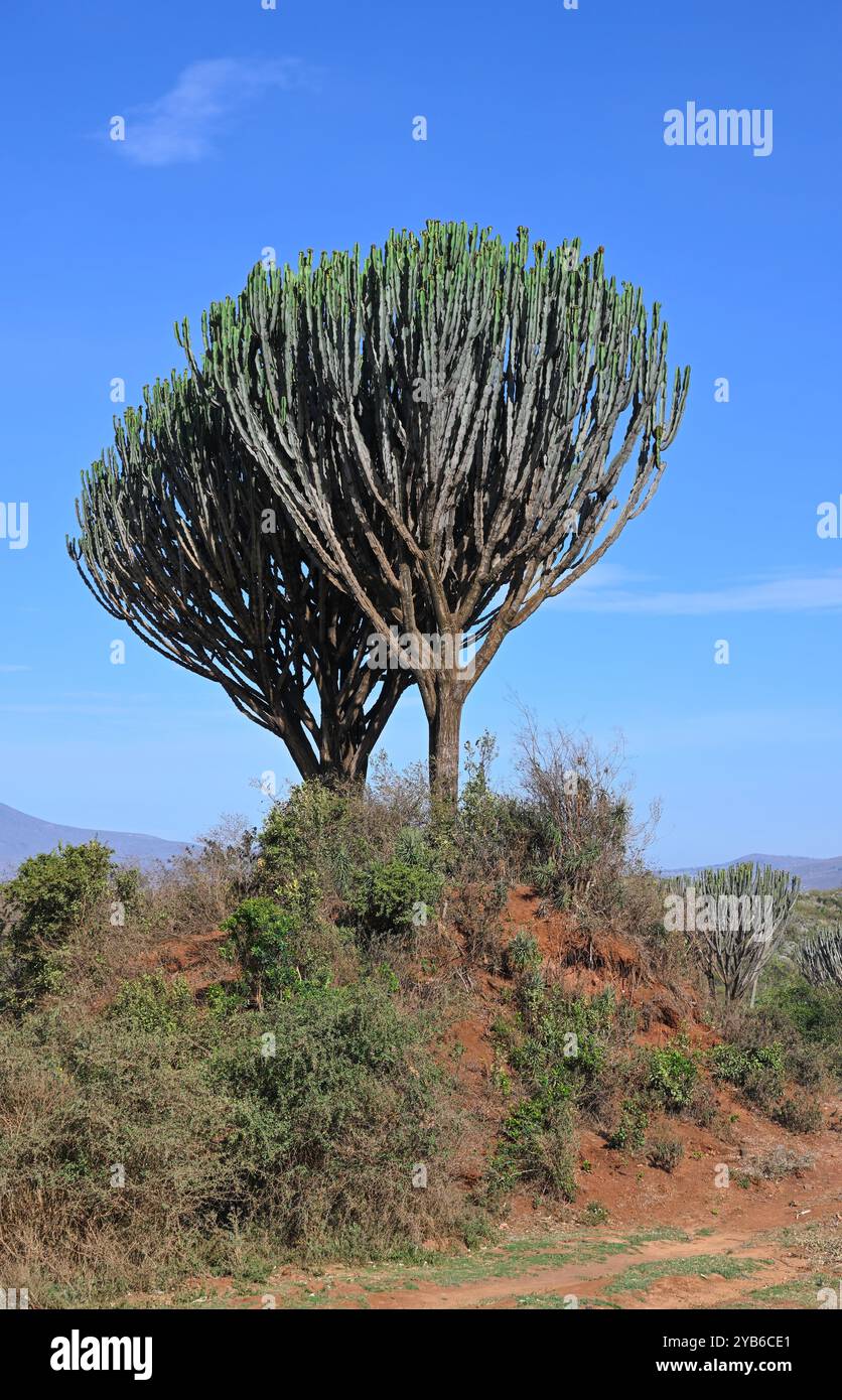Trees of Africa. Candelabra tree (Euphorbia candelabrum) growing along ...