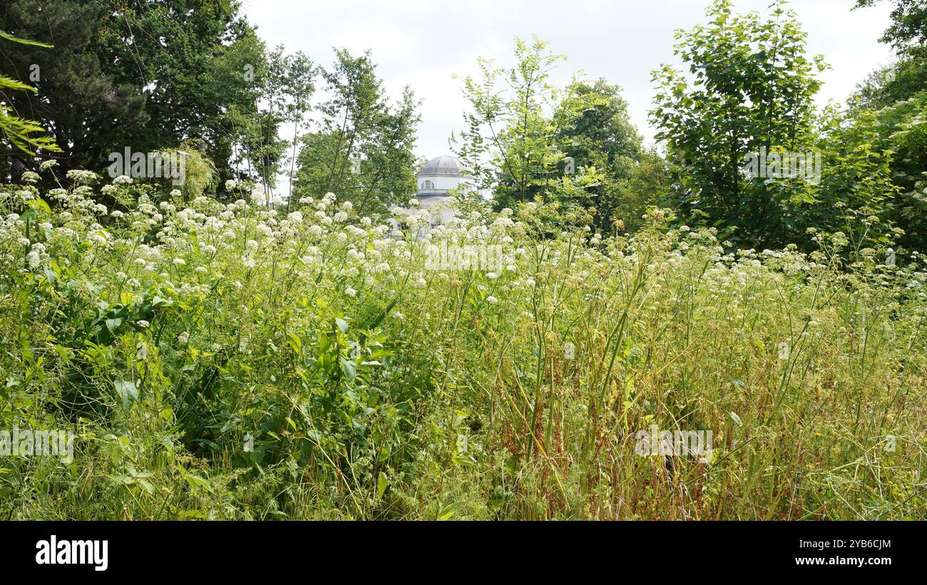 Cowbane water hemlock hi-res stock photography and images - Alamy