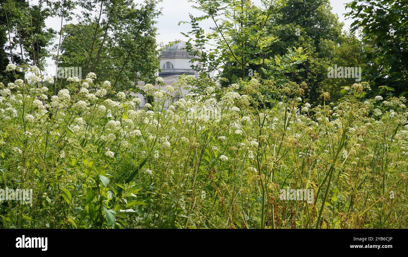 Spotted Water Hemlock in Chiswick Gardens Stock Photo - Alamy