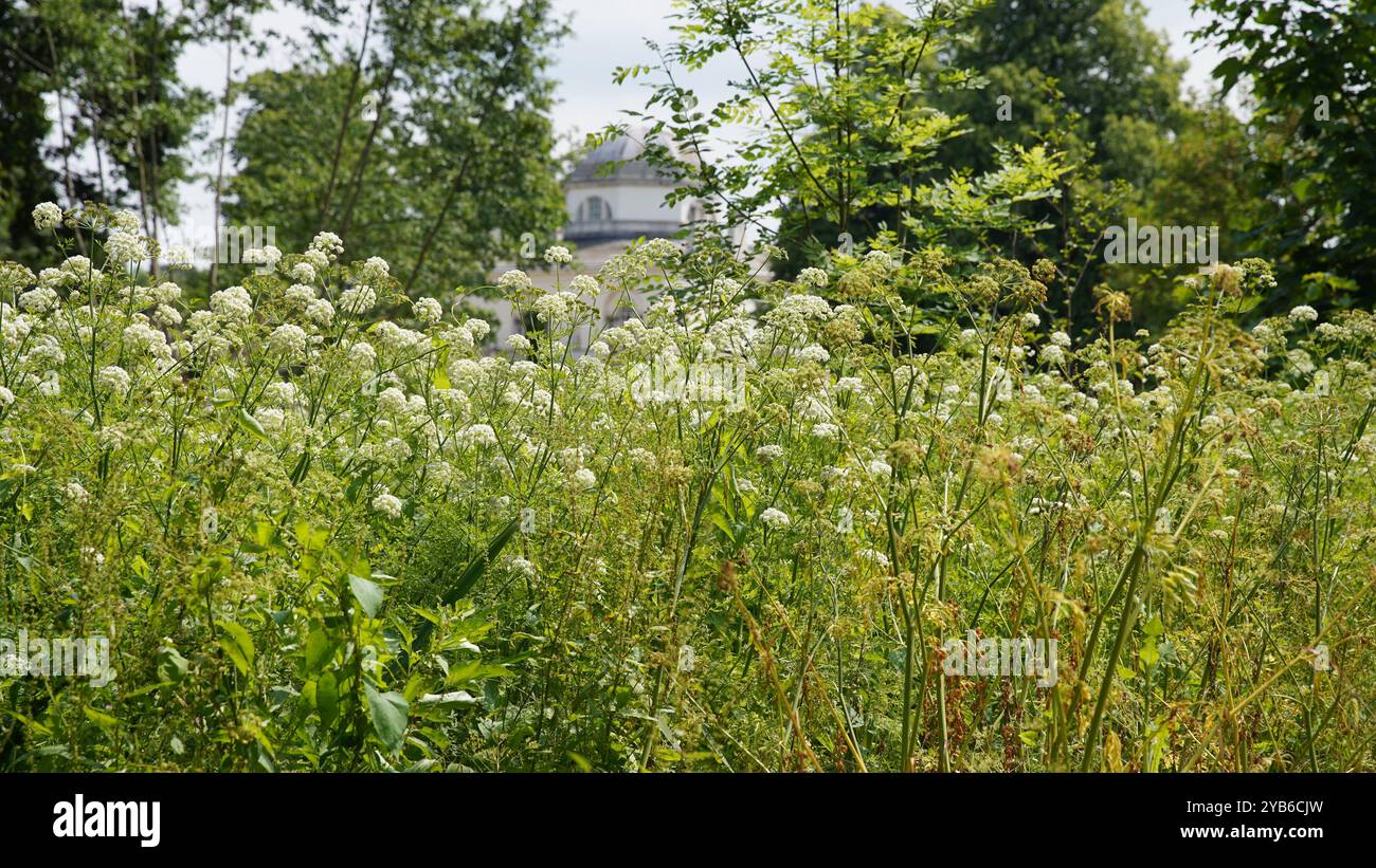 Spotted hemlock hi-res stock photography and images - Alamy