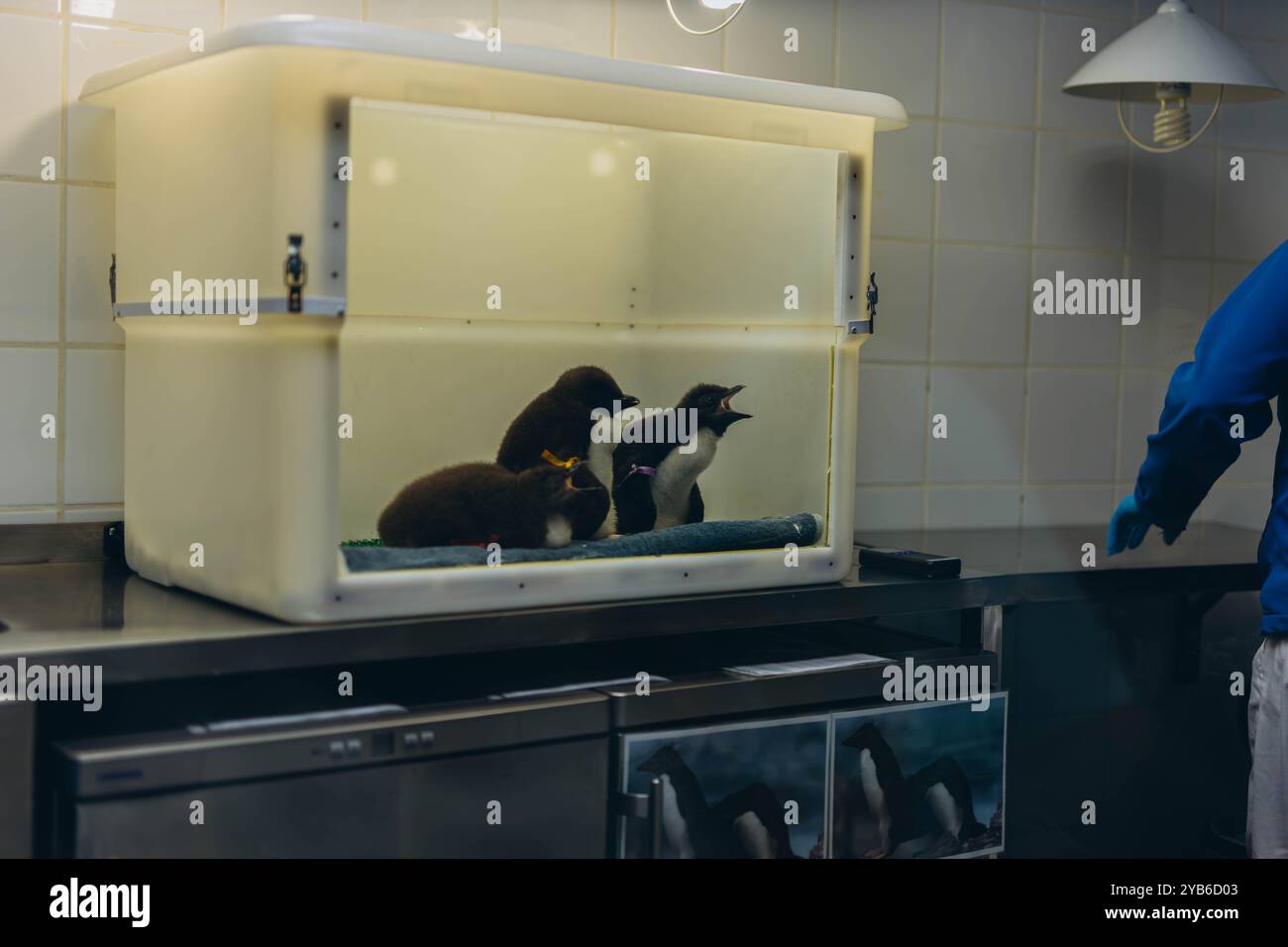 The nursery penguinarium.Penguin Planet laboratory is in the Loro ...