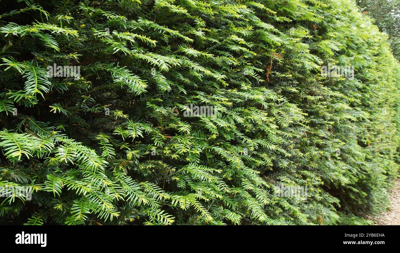 English Yew hedge Stock Photo - Alamy