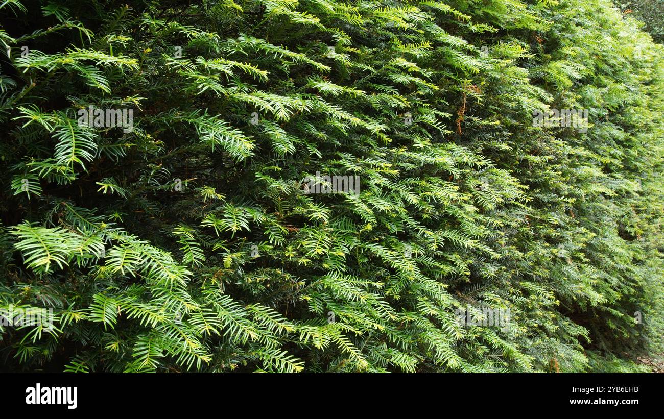 Converging hedges hi-res stock photography and images - Alamy