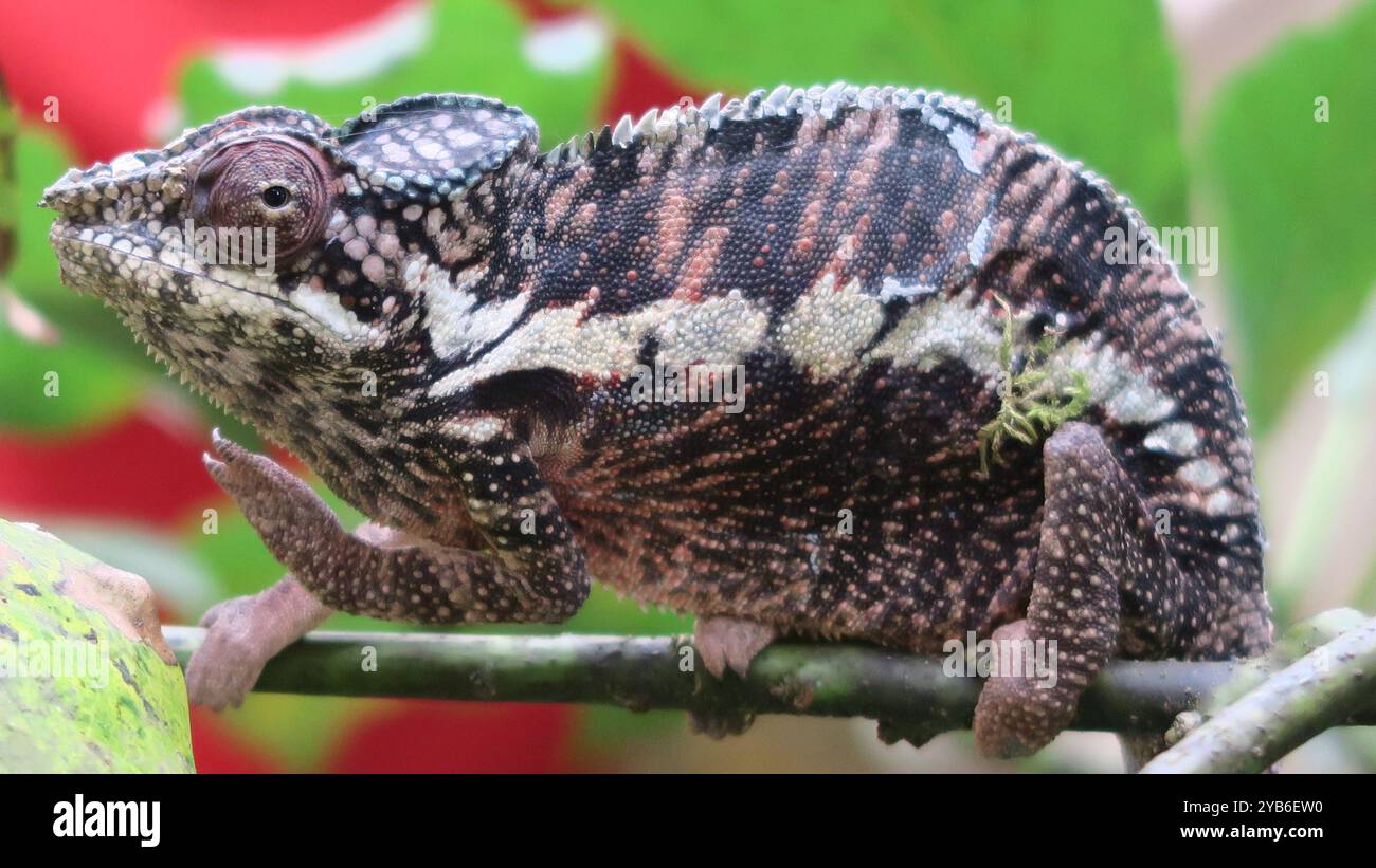 Closeup view of a Panther Chameleon sitting on a branch close to ...