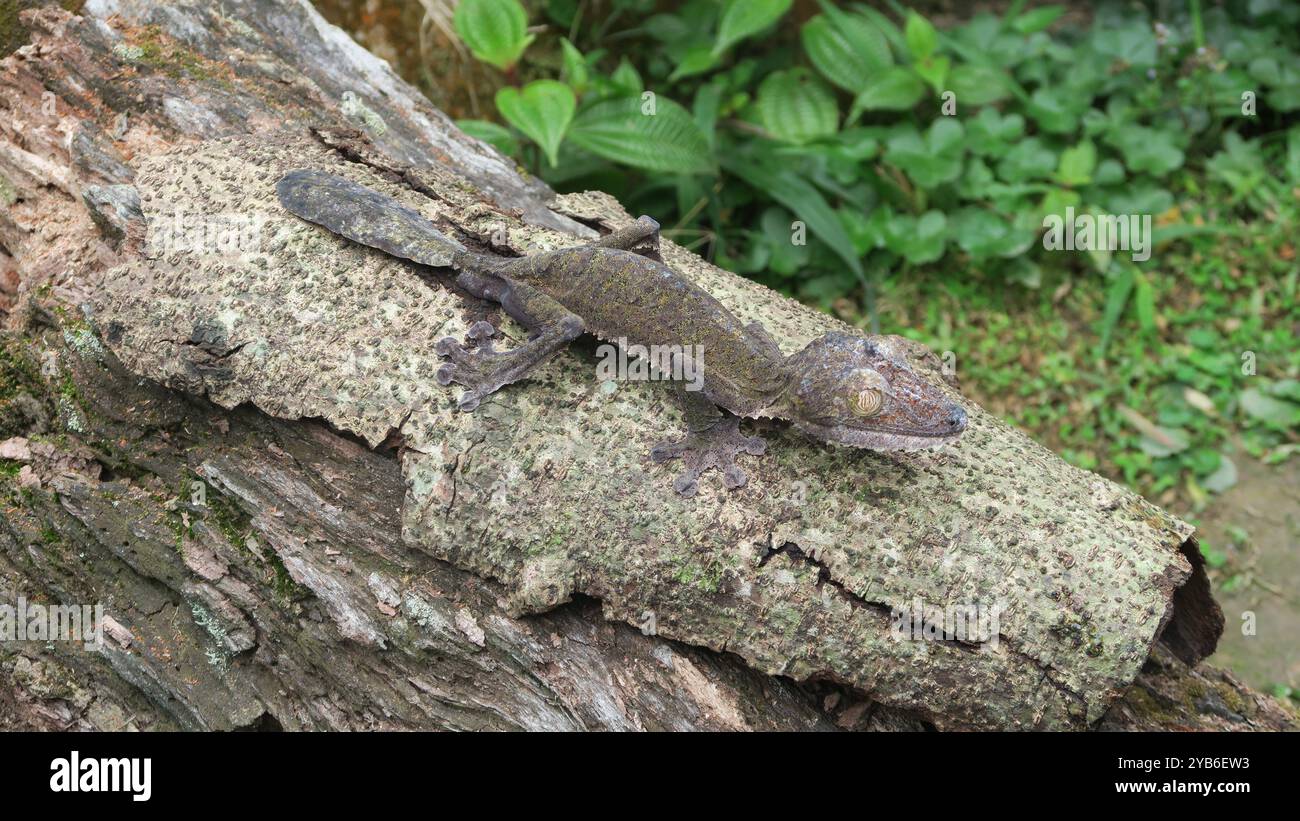 Common Flat-tail Gecko (Uroplatus fimbriatus) sitting superbly ...