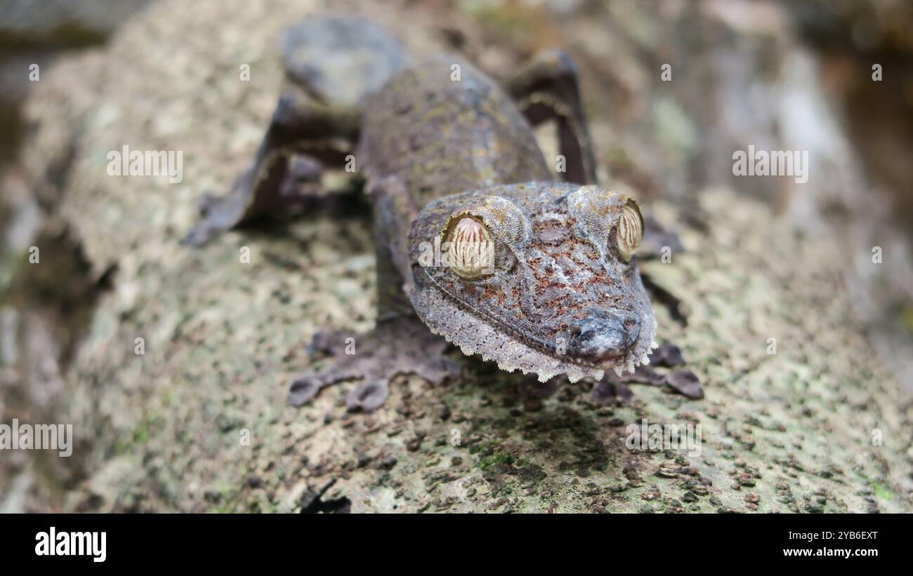 Common Flat-tail Gecko (Uroplatus fimbriatus) sitting superbly ...