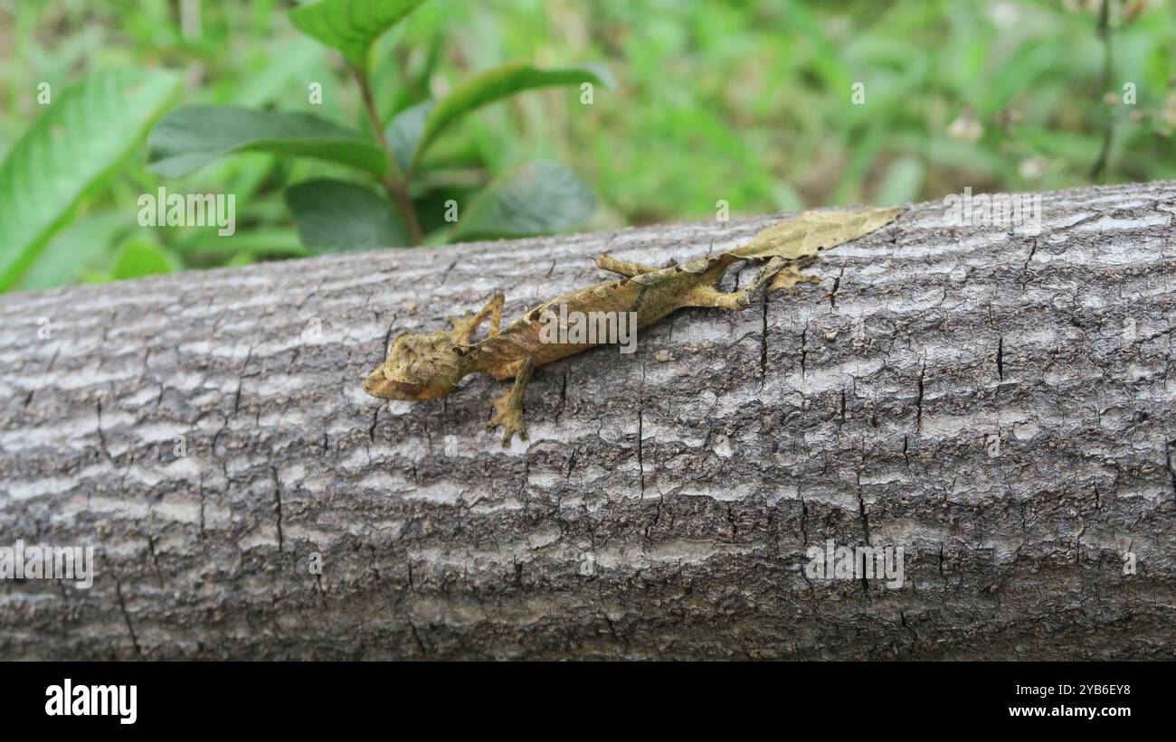 The Satanic leaf-tailed gecko (Uroplatus phantasticus), native to the ...