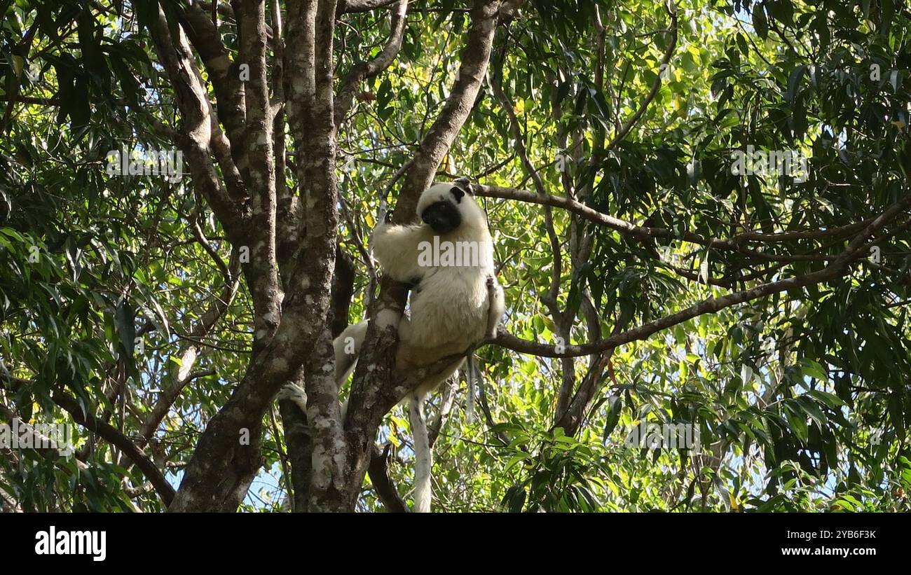 Van decken sifaka hi-res stock photography and images - Alamy
