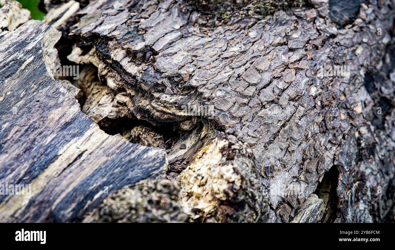 Tree trunk - bark - old - Chiswick Gardens Stock Photo - Alamy