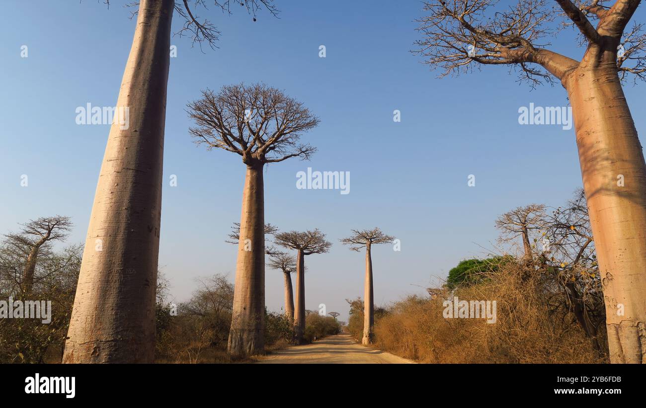 Lemurs madagascar scenery hi-res stock photography and images - Alamy