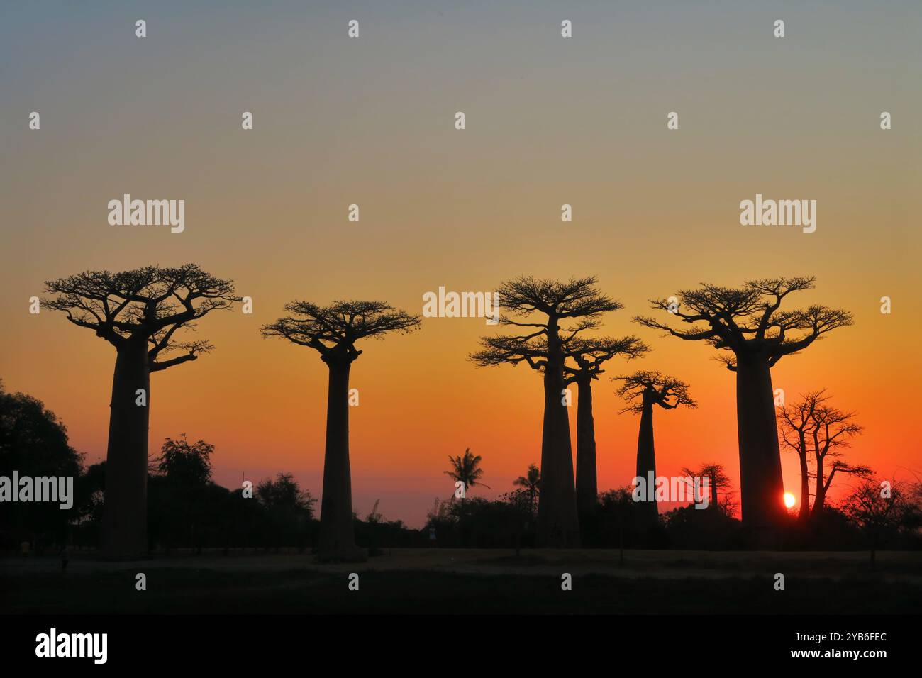 Stunning view of the sunset facing an avenue of Baobab trees in ...