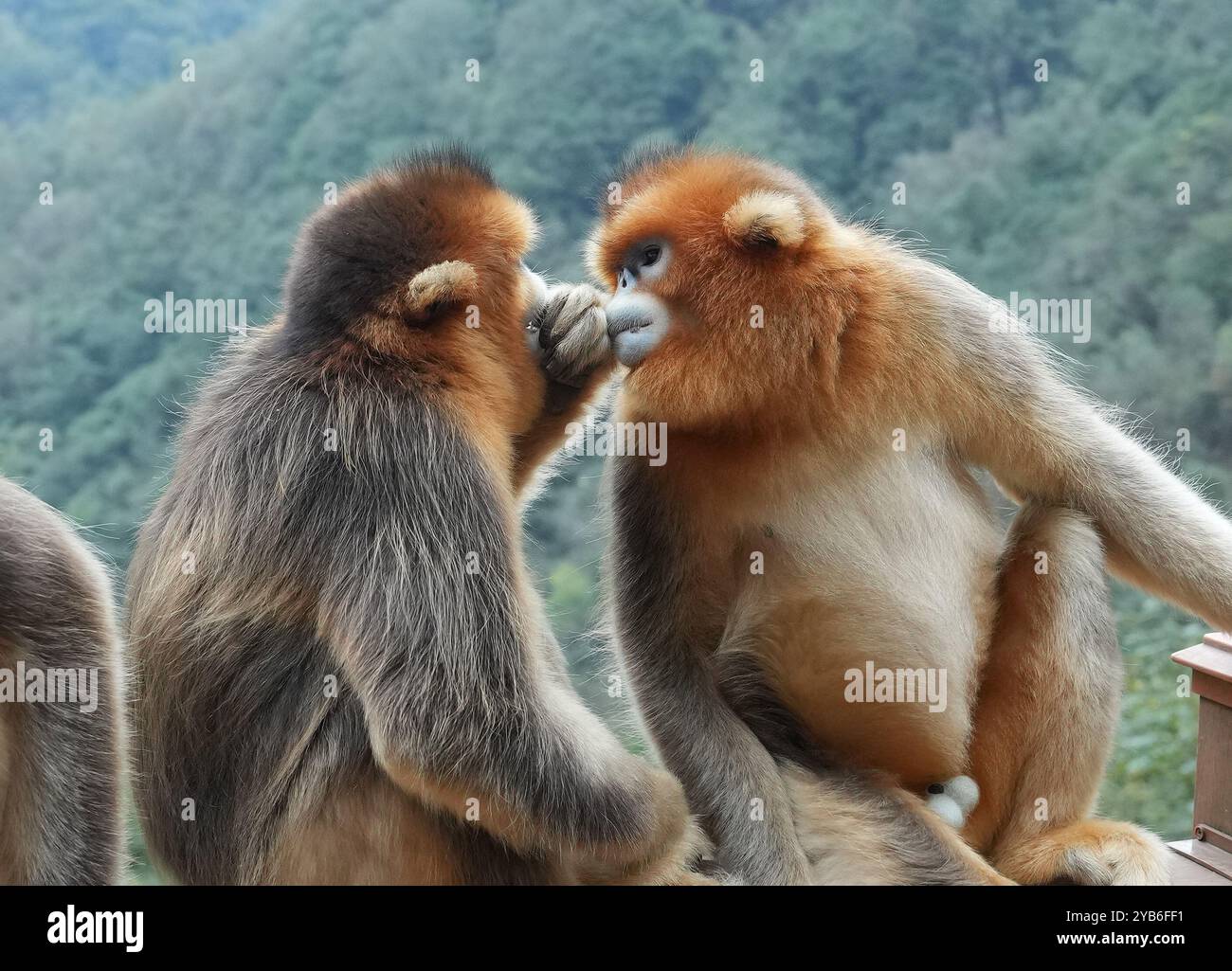 Longnan,China.16th October 2024. Sichuan snub-nosed monkeys are seen ...