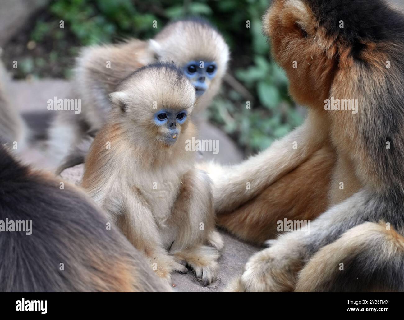 Longnan,China.16th October 2024. Sichuan snub-nosed monkeys are seen ...