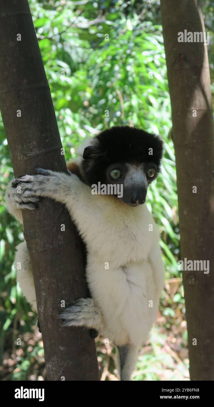 Female Crowned Sifaka lemur hanging on to a tree on Nosy Antsoha island ...