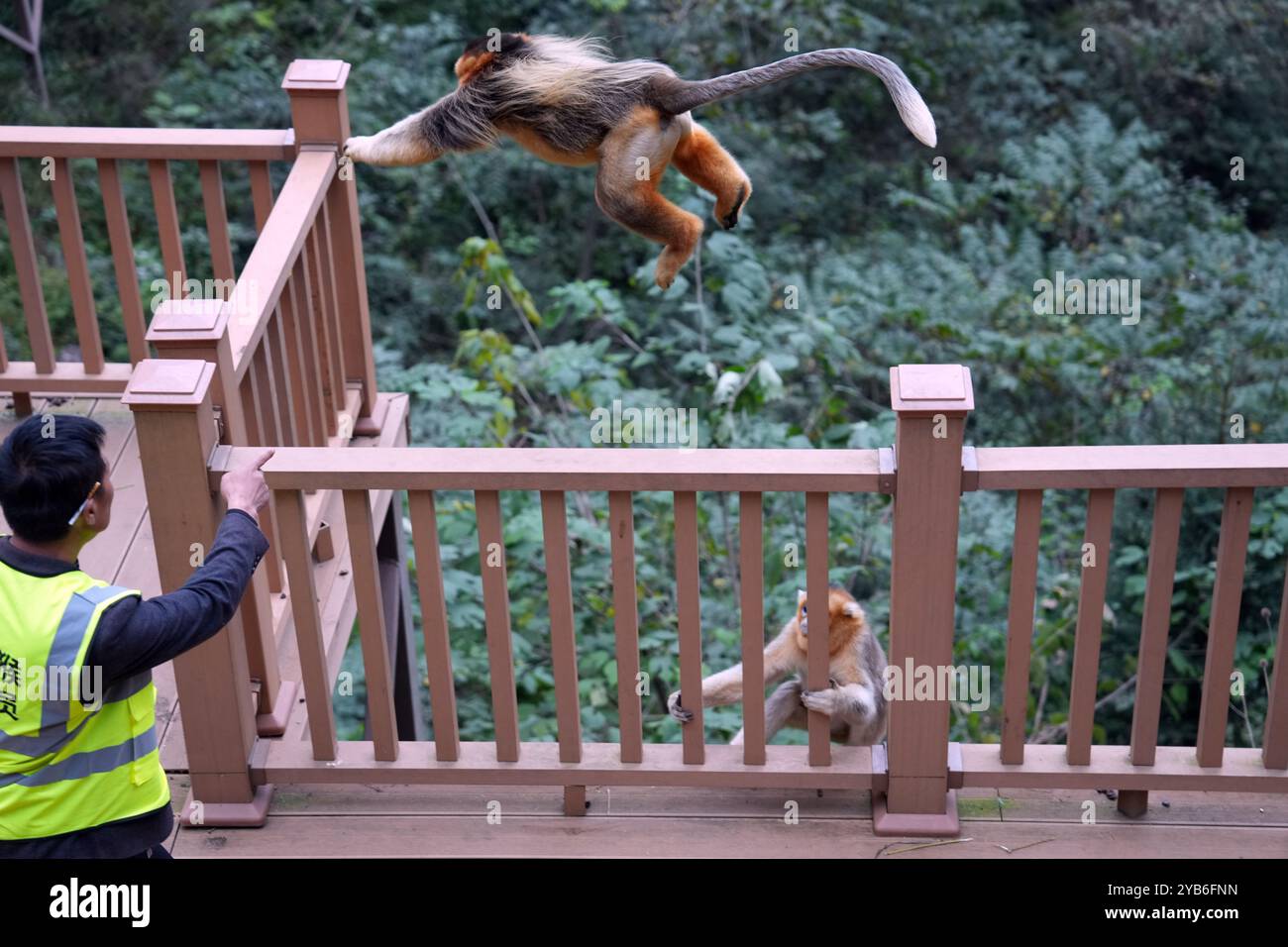 Longnan,China.16th October 2024. Sichuan snub-nosed monkeys are seen ...