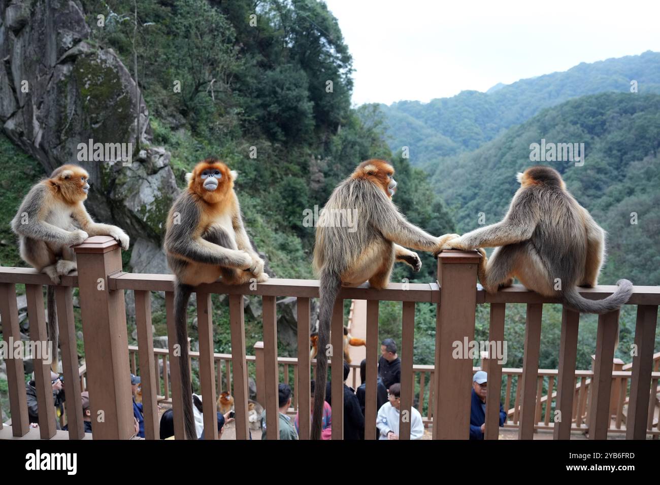 Snub nosed monkeys hi-res stock photography and images - Alamy Snub nosed monkeys hi-res stock photography and images - Alamy