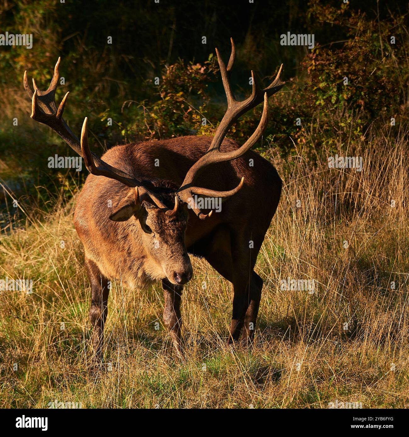 Red Stag in the rutting season Stock Photo - Alamy
