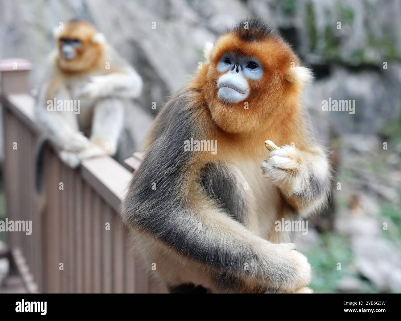 Qinling mountain natural reserve hi-res stock photography and images ...