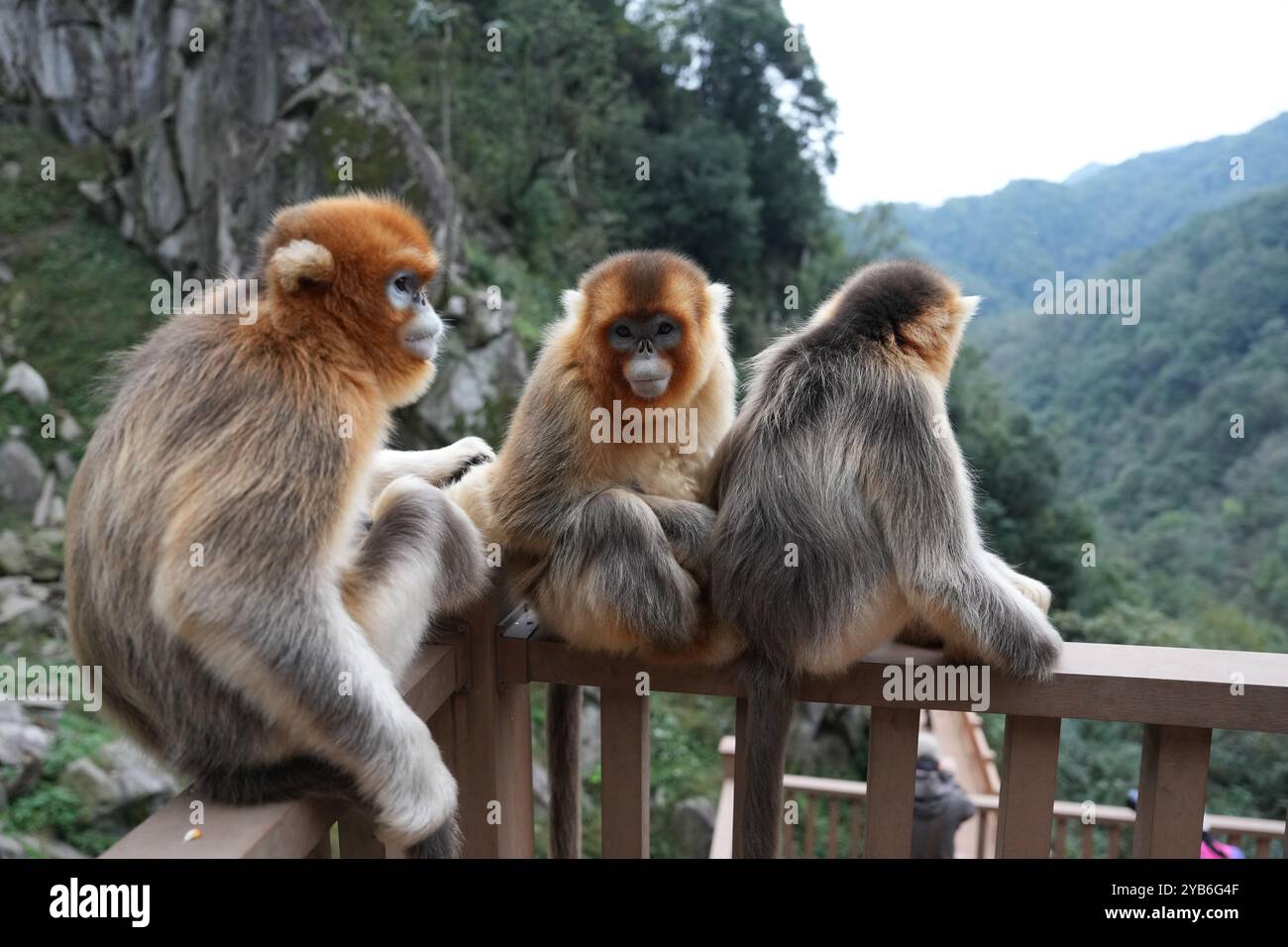 Longnan,China.16th October 2024. Sichuan snub-nosed monkeys are seen ...