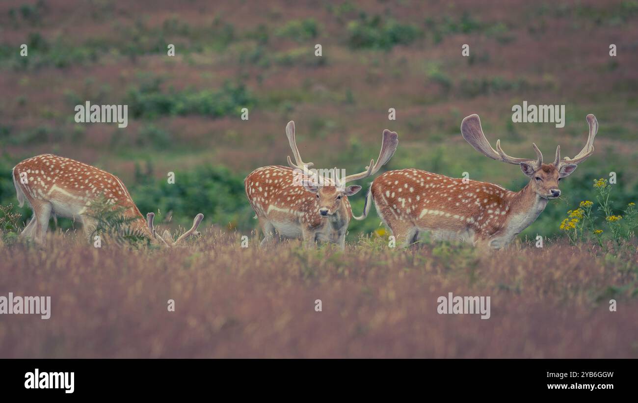A group of fallow deer roam freely across the open grasslands of ...