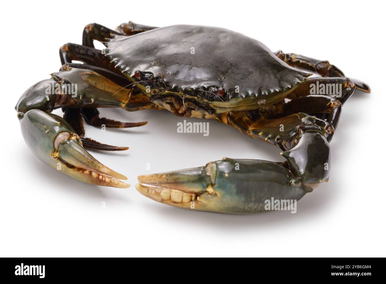 Green mud crab (called Domangani in Japan) isolated on white background ...