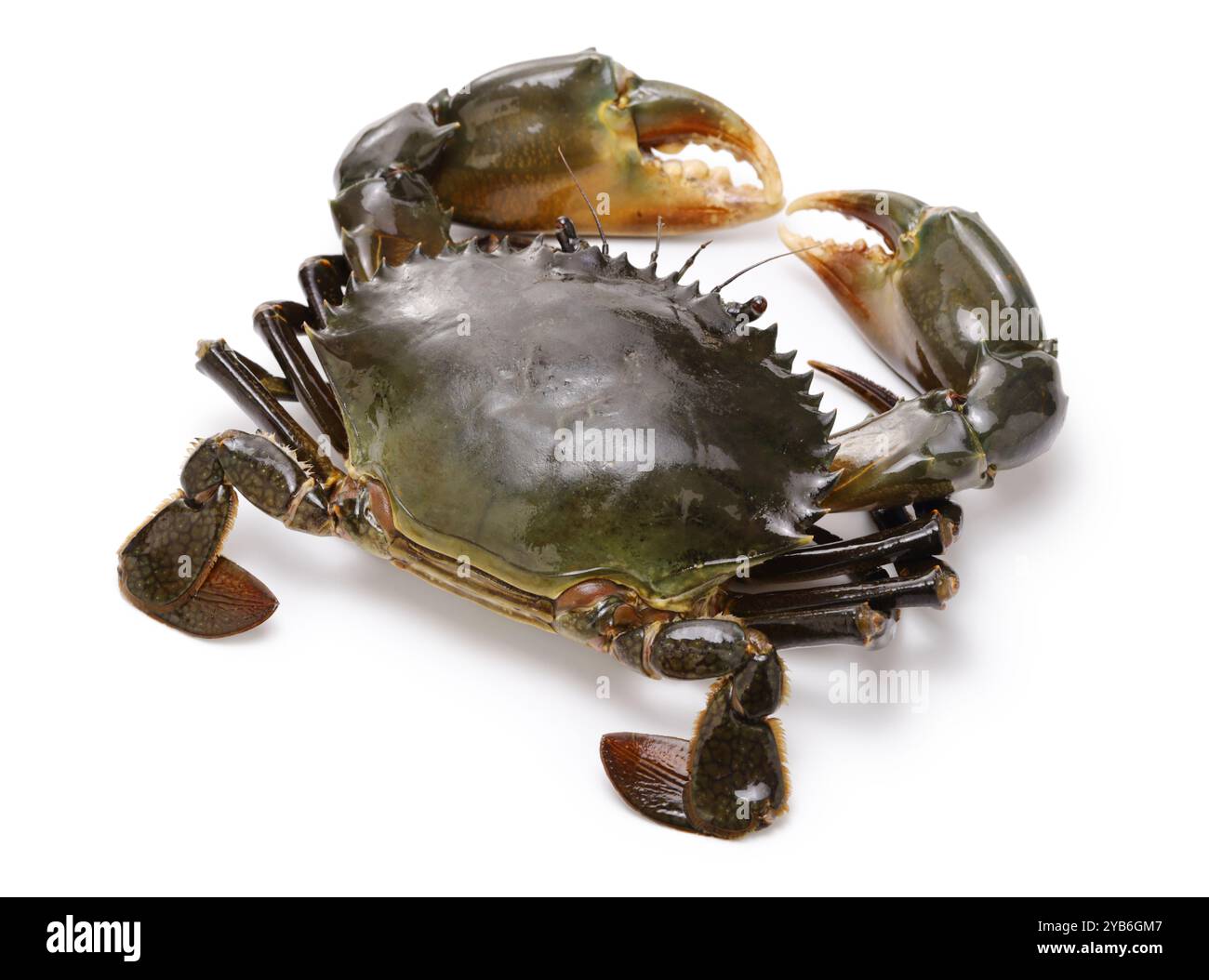 Green mud crab (called Domangani in Japan) isolated on white background ...