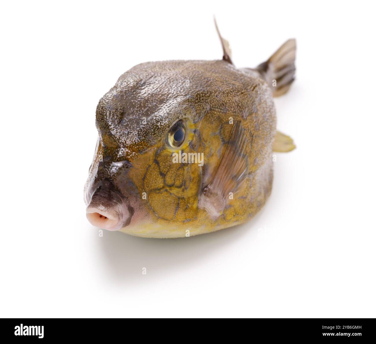 Black-spotted boxfish. In Japna is called Hakofugu Stock Photo - Alamy