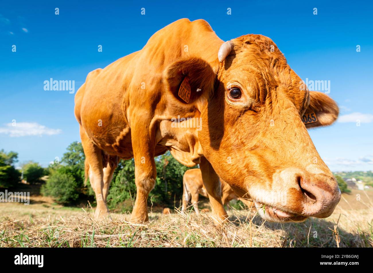 Close up of a brown cow from a low angle, head close to the camera ...