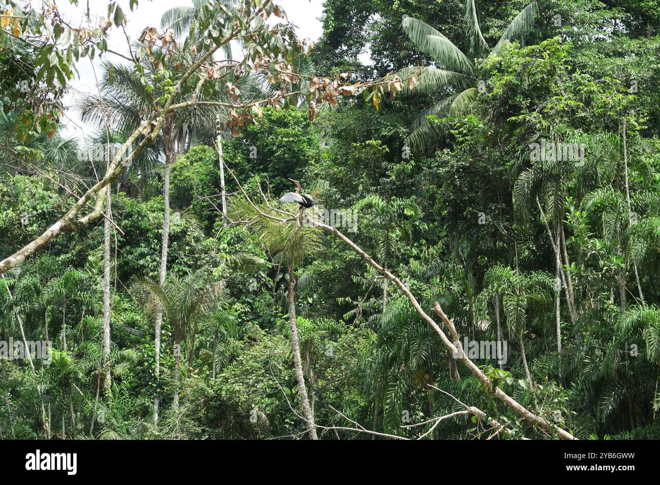 Amazon tribes hi-res stock photography and images - Alamy