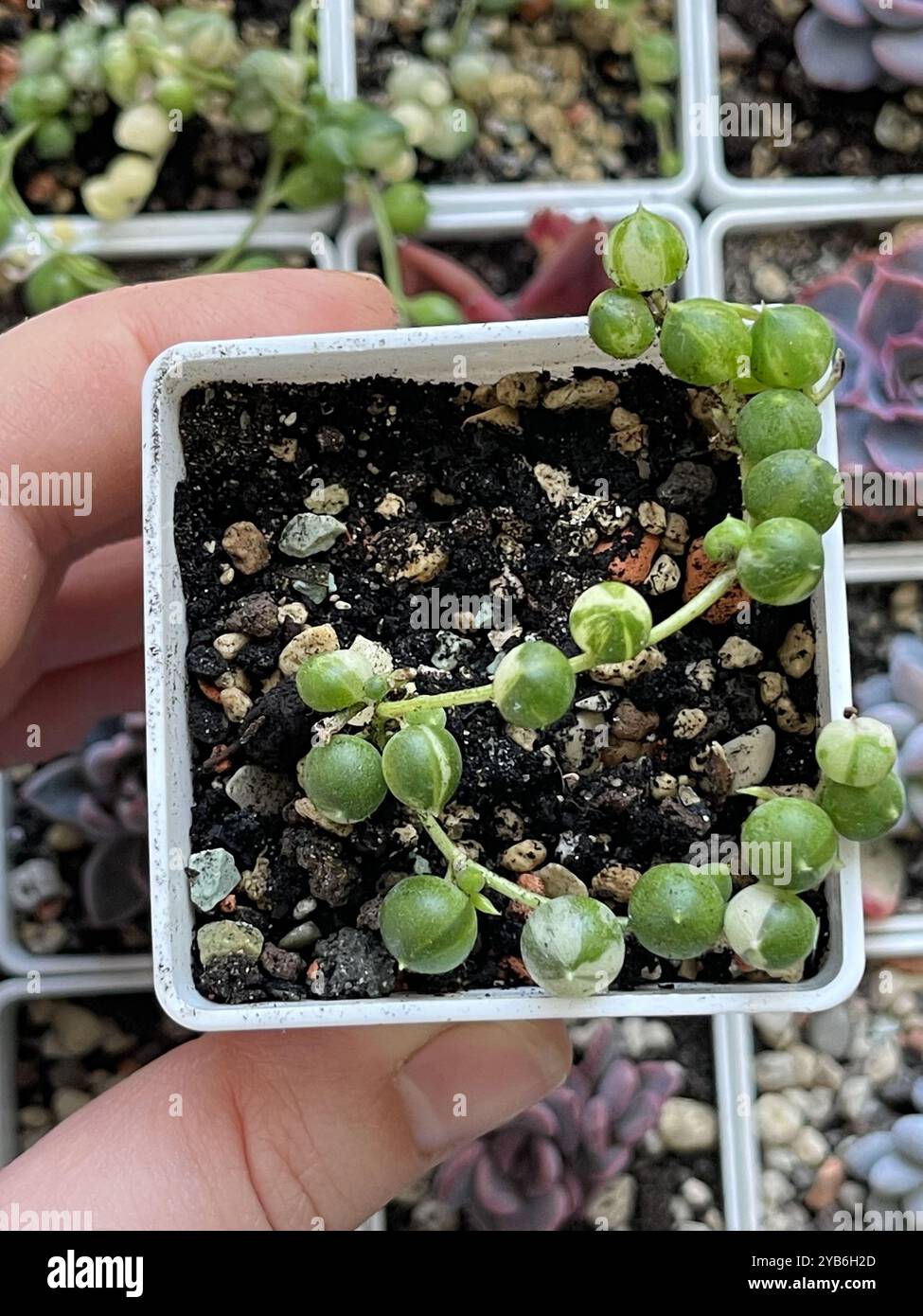 Senecio Rowleyanus Propagation