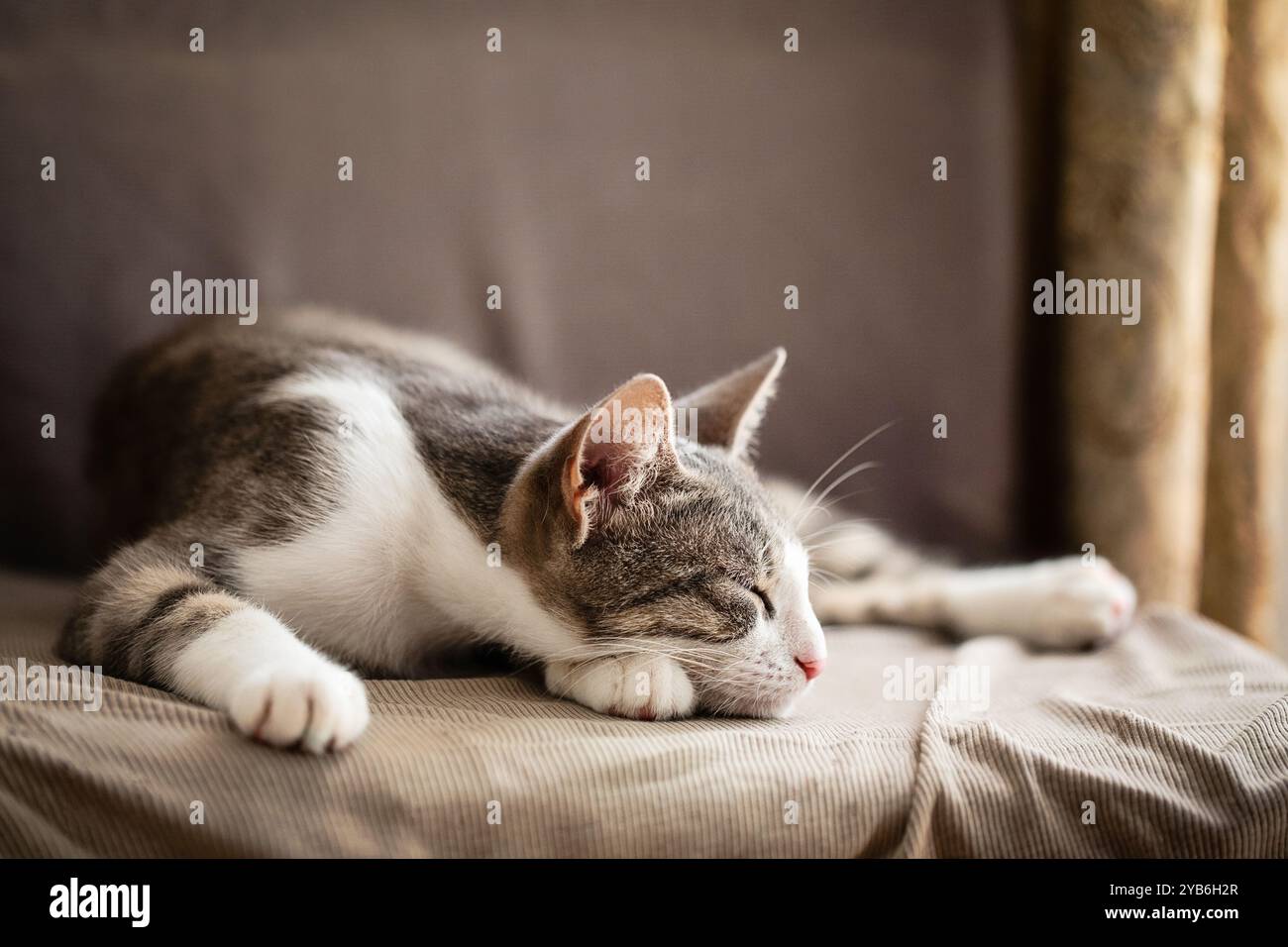 Peacefully sleeping tabby cat hi-res stock photography and images - Alamy