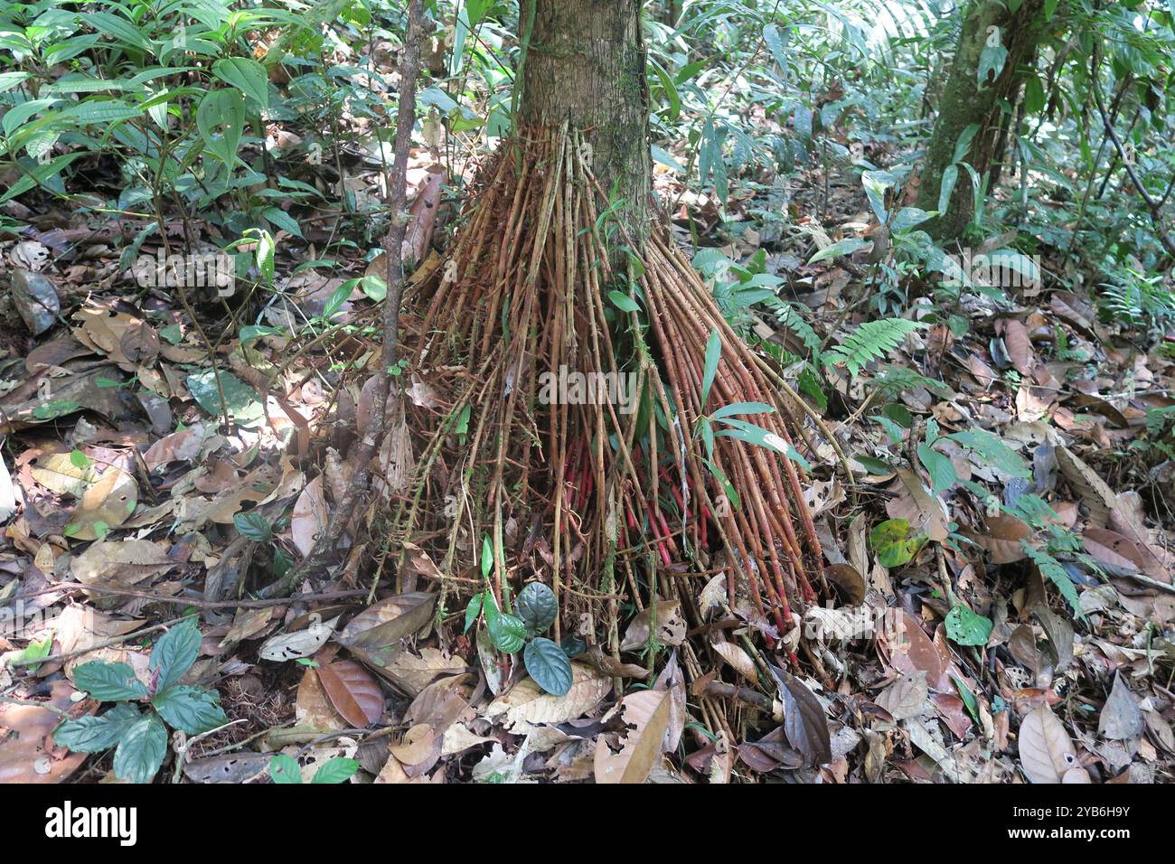 Amazon tribes hi-res stock photography and images - Alamy